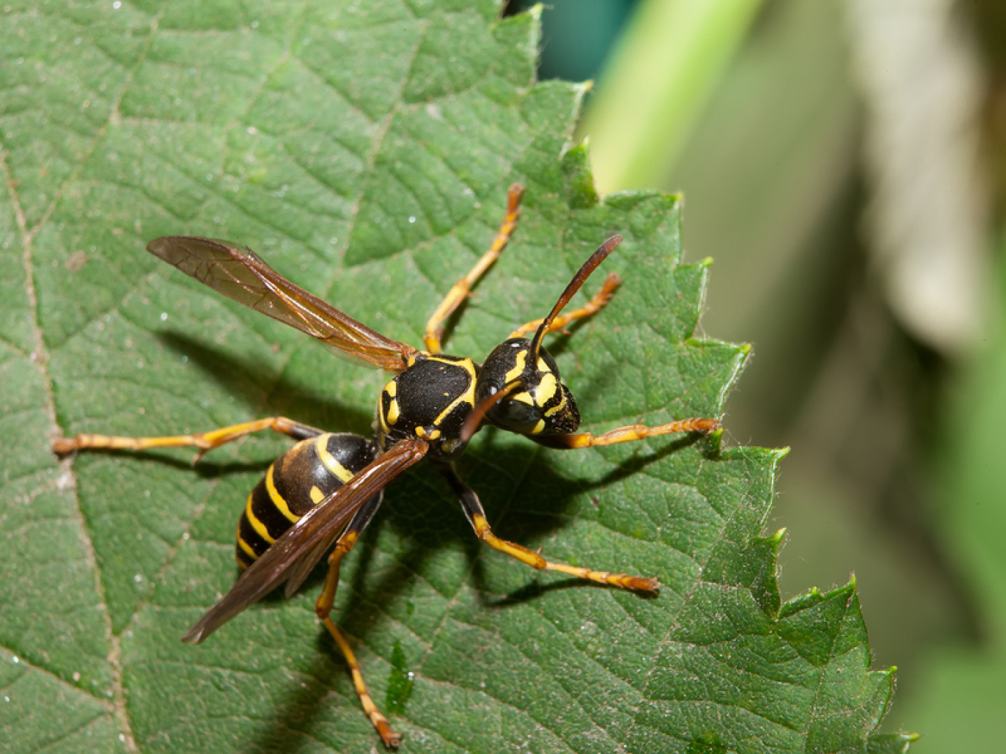 General Pest Control | Brighton, Louisville & Thornton, CO | Pest ...